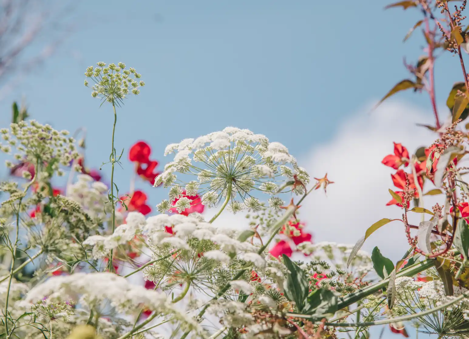 Create Academy | Learn Creative Skills Online